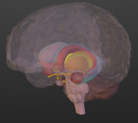 Dundee - 3D model Limbic System | AnatomyTOOL